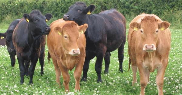 Call for help in tracing lost cow - Alpha Newspaper Group