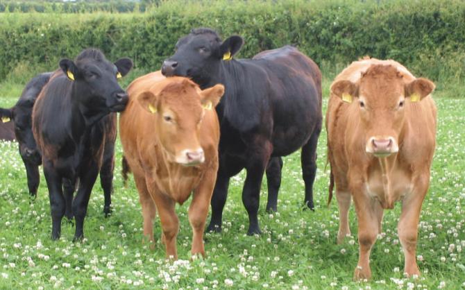 Call for help in tracing lost cow - Alpha Newspaper Group